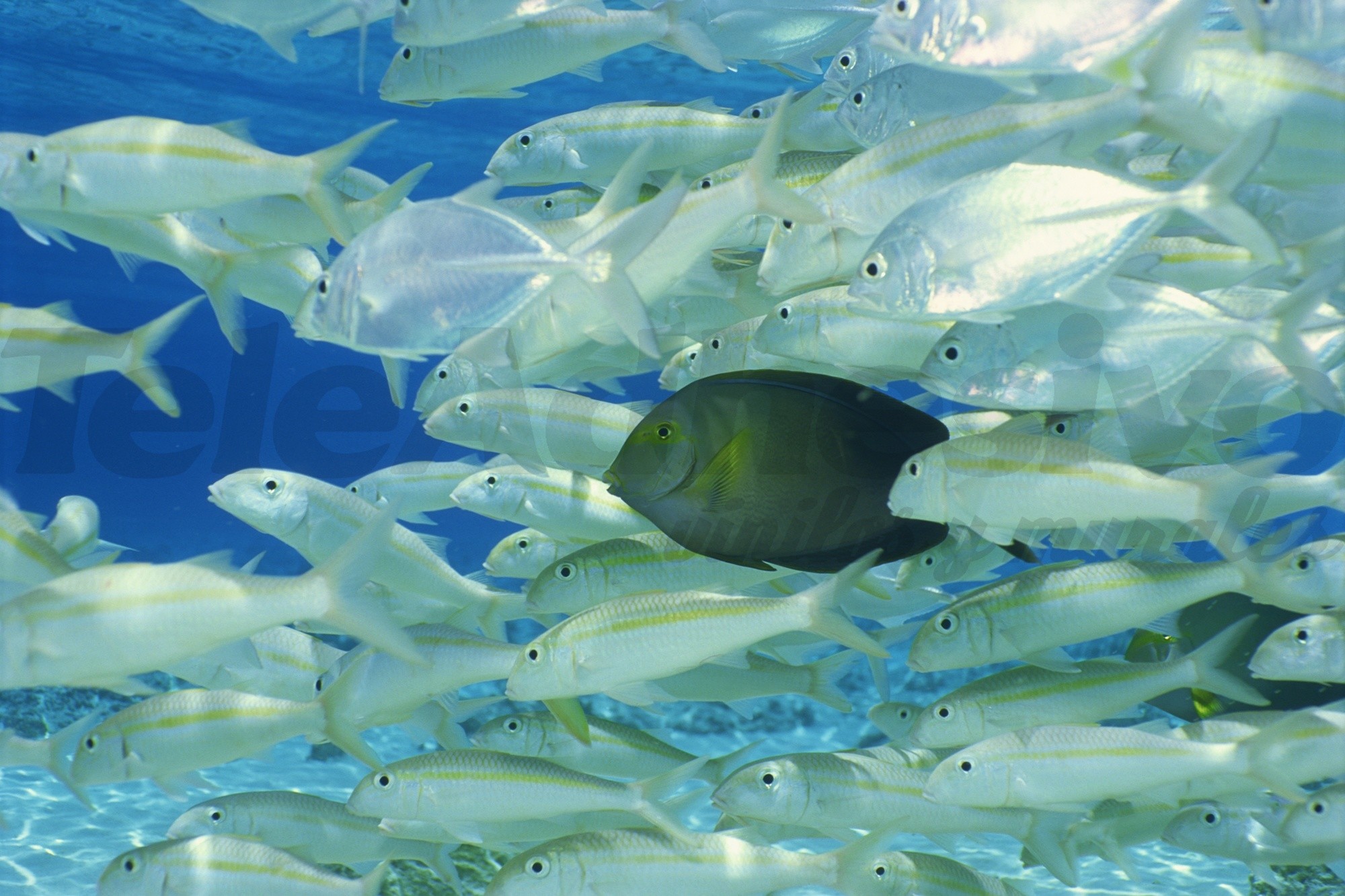 Banco de peces - Imagui